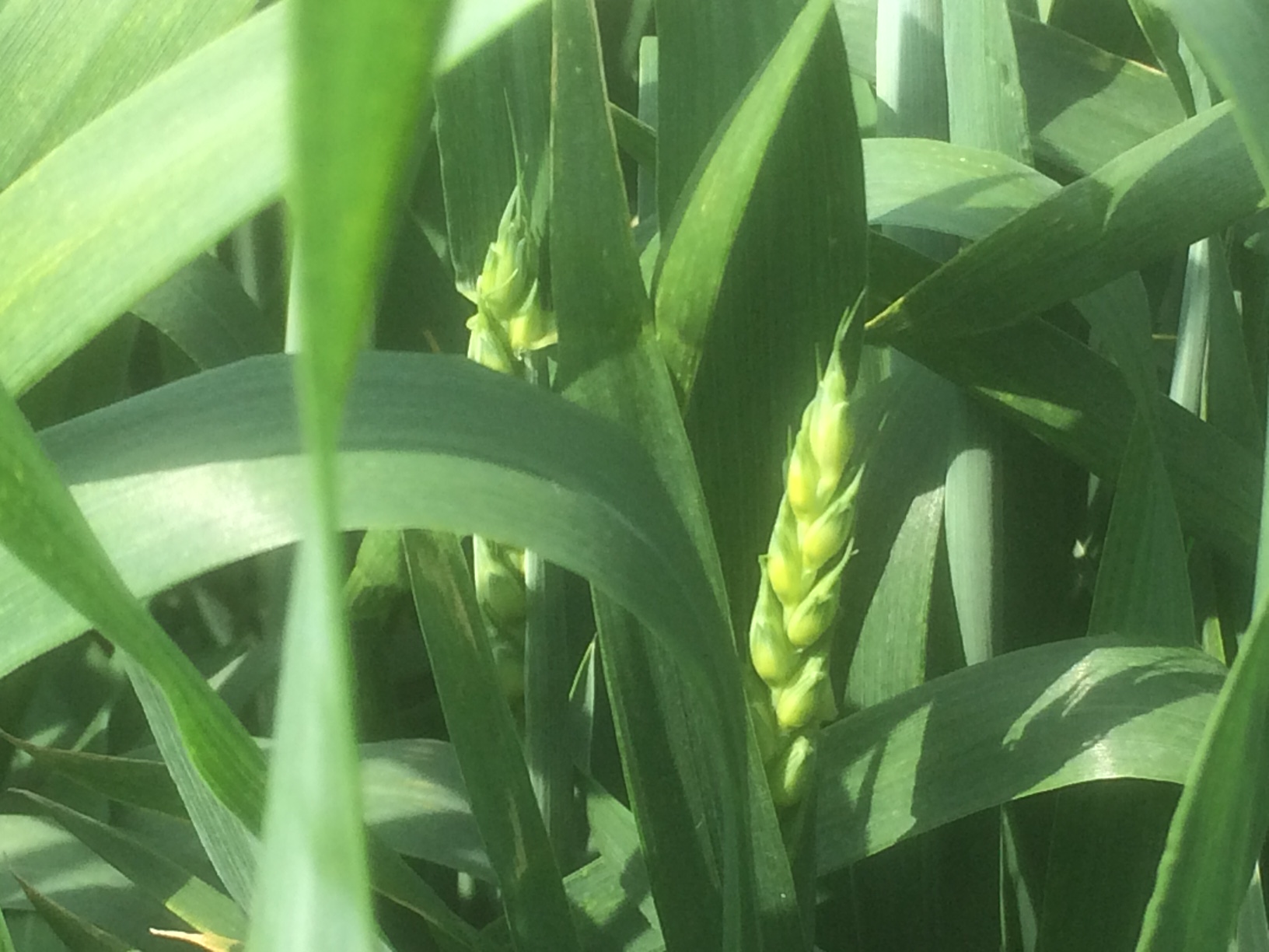 Ears emerging - A Field Of Wheat
