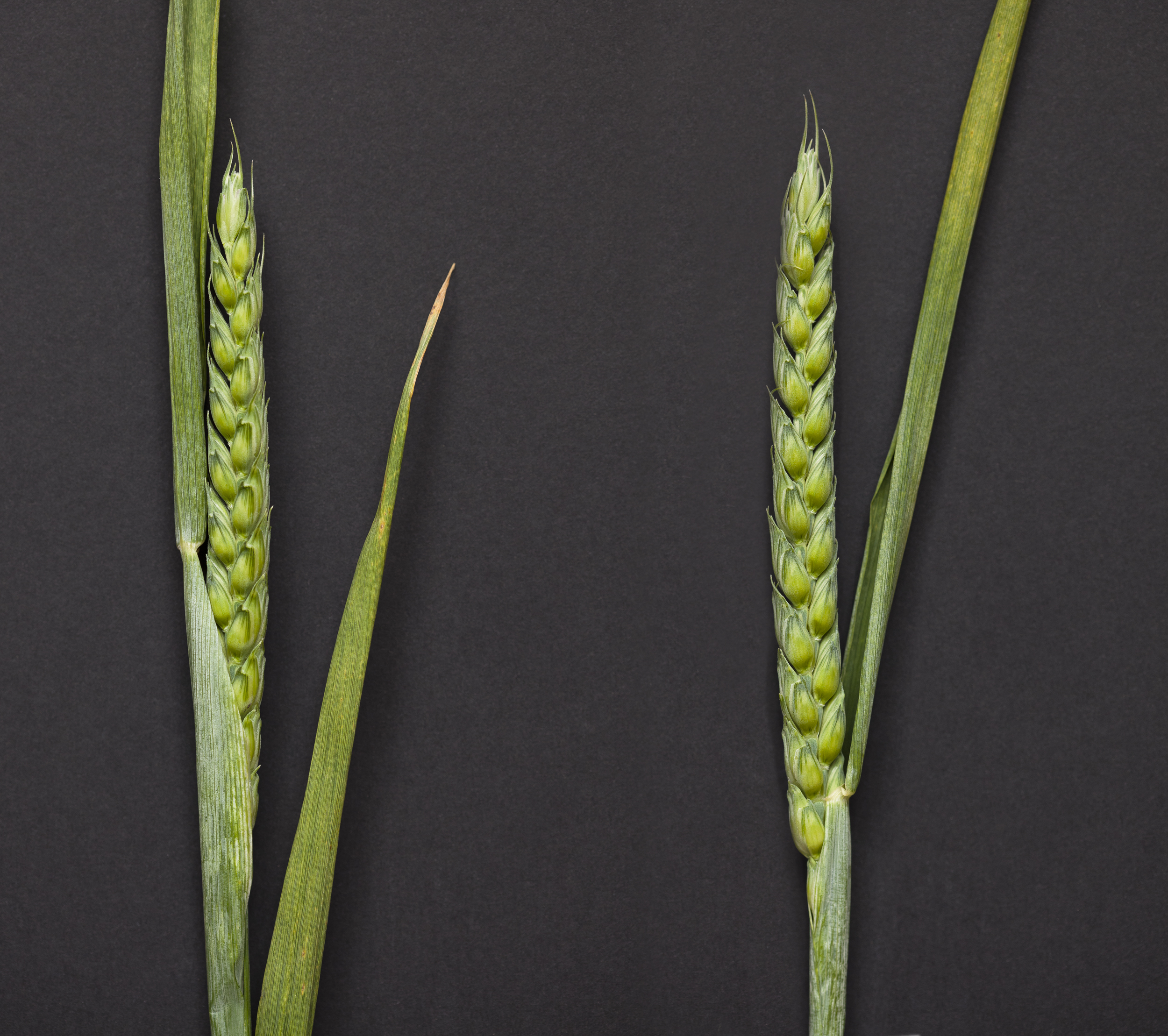 Ears for Listening 4 - A Field Of Wheat